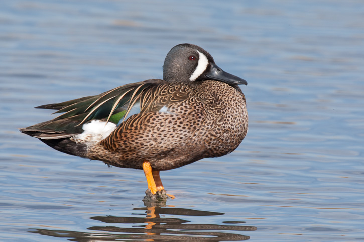 Blue-winged Teal (Anas discors)