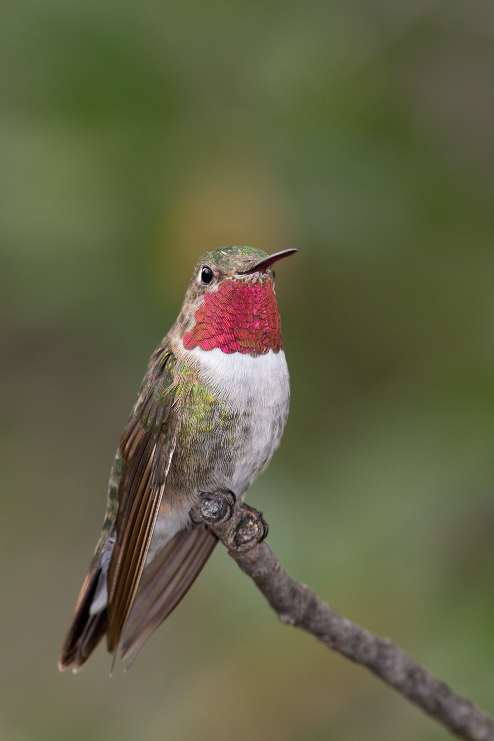 The Broad-tailed Hummingbird (Selasphorus platycercus)