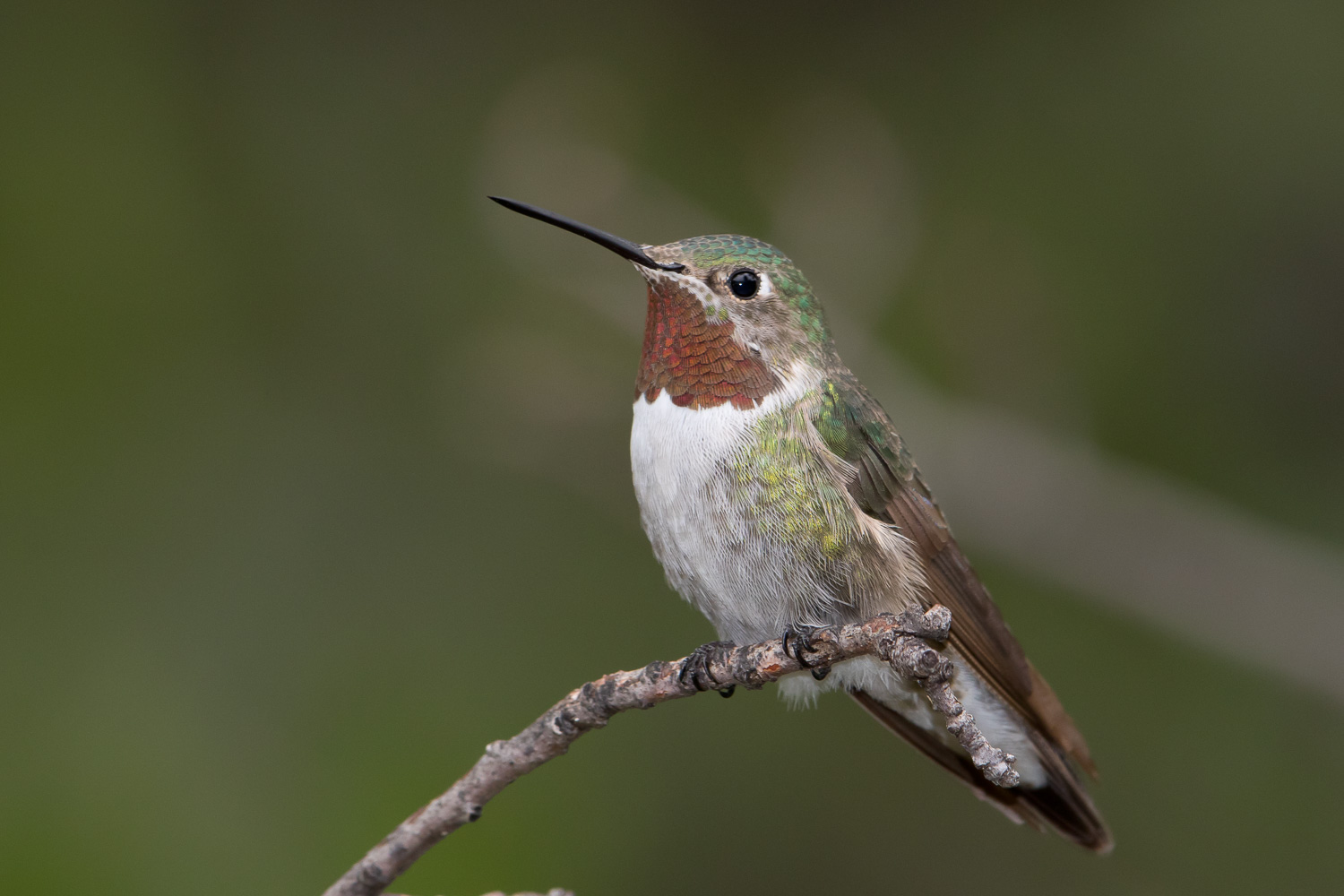 The Broad-tailed Hummingbird (Selasphorus platycercus)