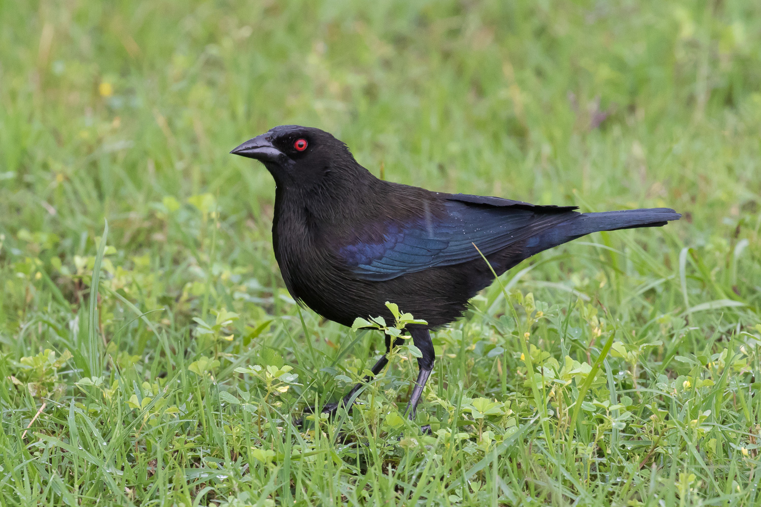 Bronzed Cowbird (Molothrus aeneus)