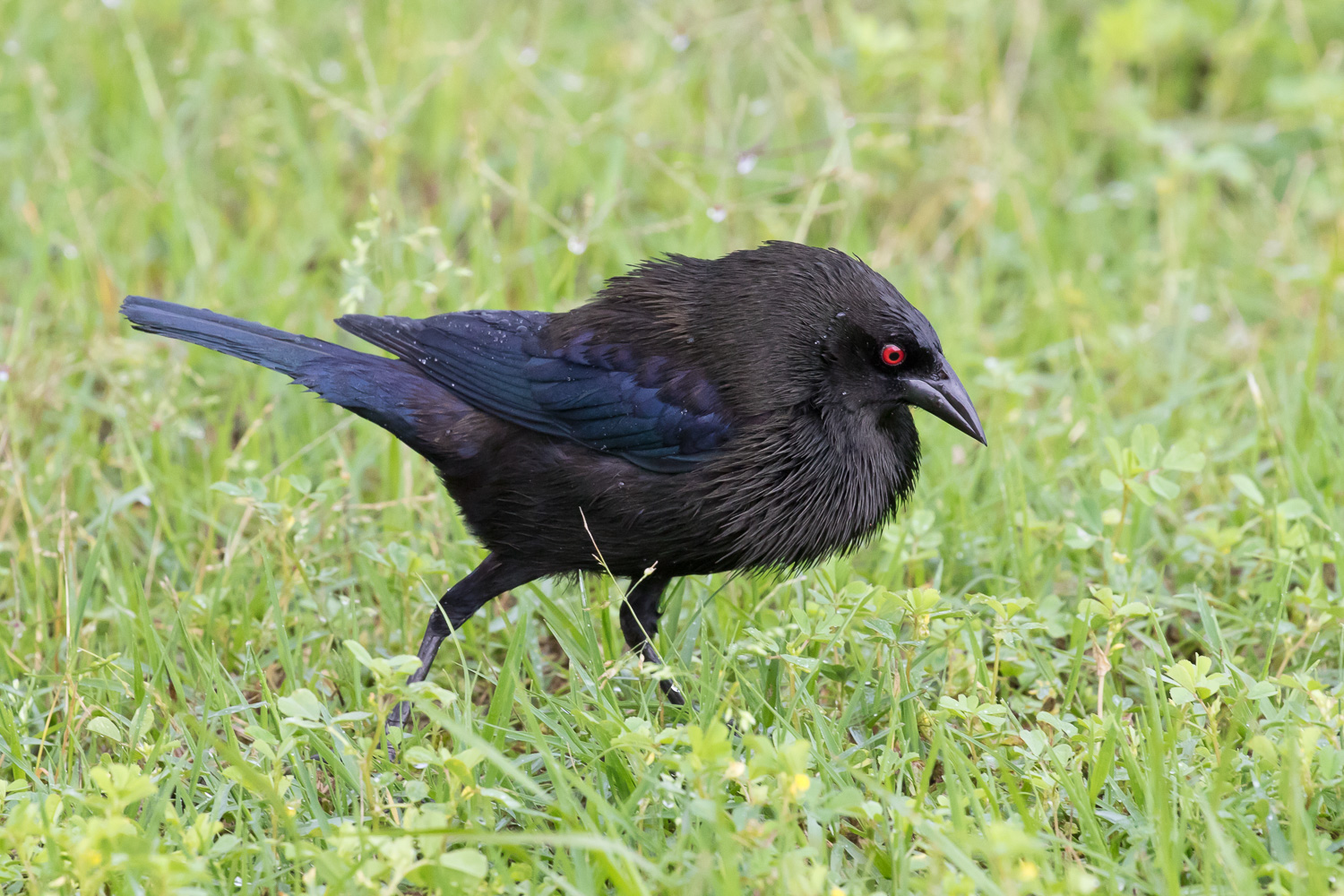 Bronzed Cowbird (Molothrus aeneus)