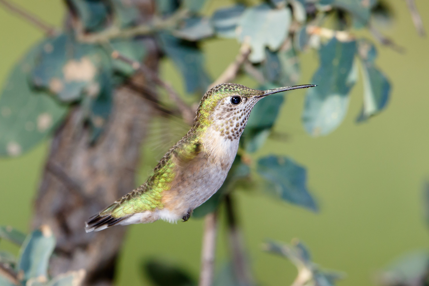 Calliope Hummingbird (Selasphorus calliope)