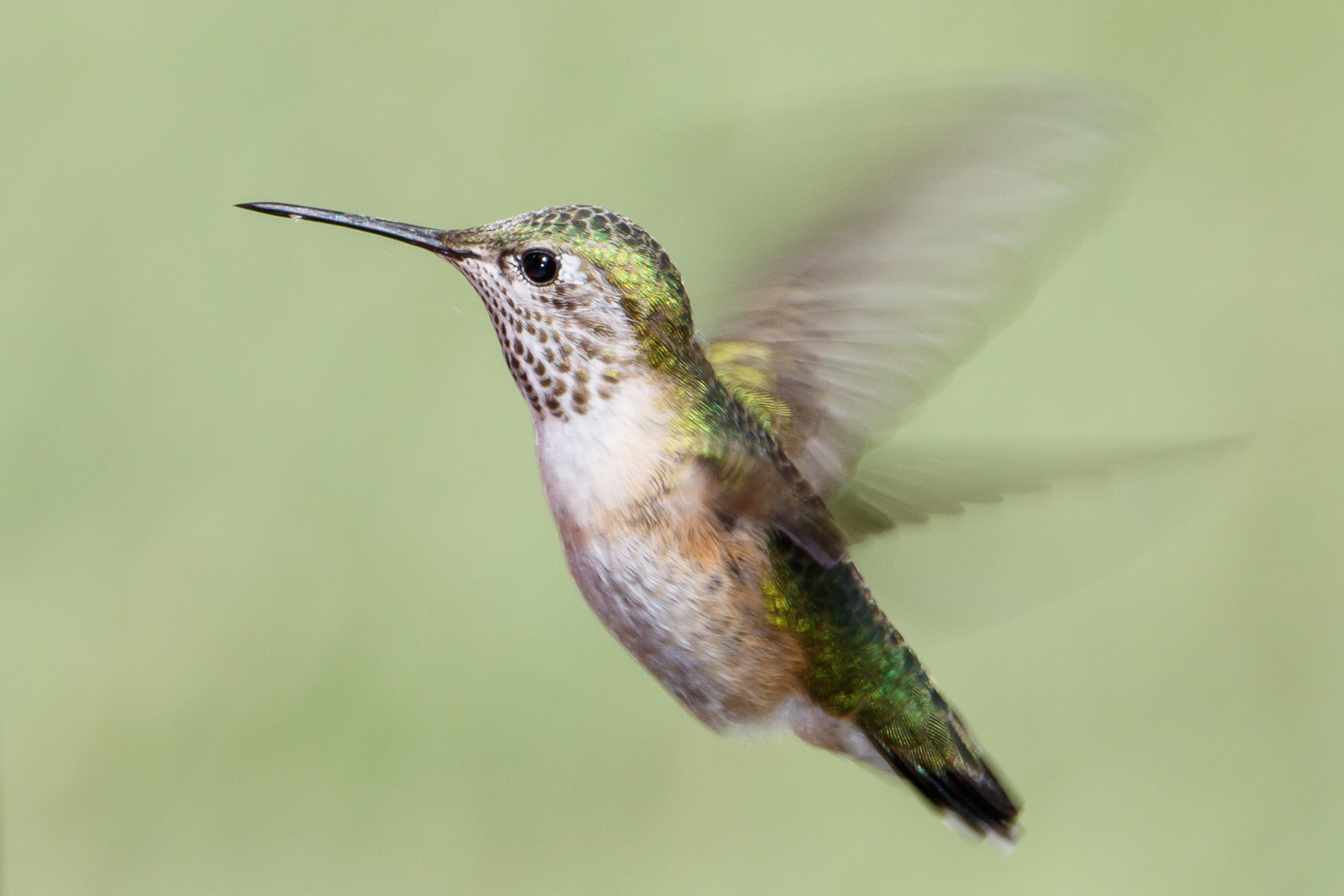 Calliope Hummingbird (Selasphorus calliope)