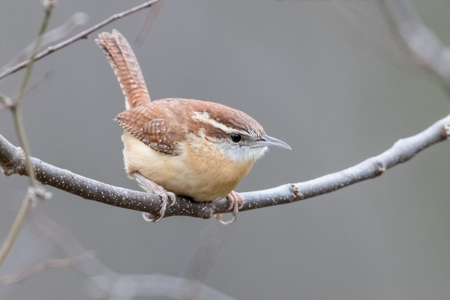 Carolina Wren (Thryothorus ludovicianus)