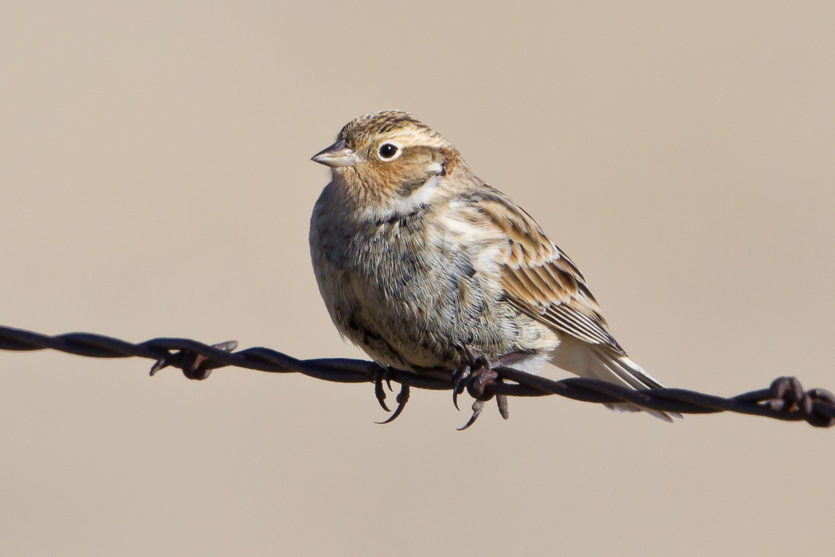 Chestnut-collared Longspur (Calcarius ornatus)
