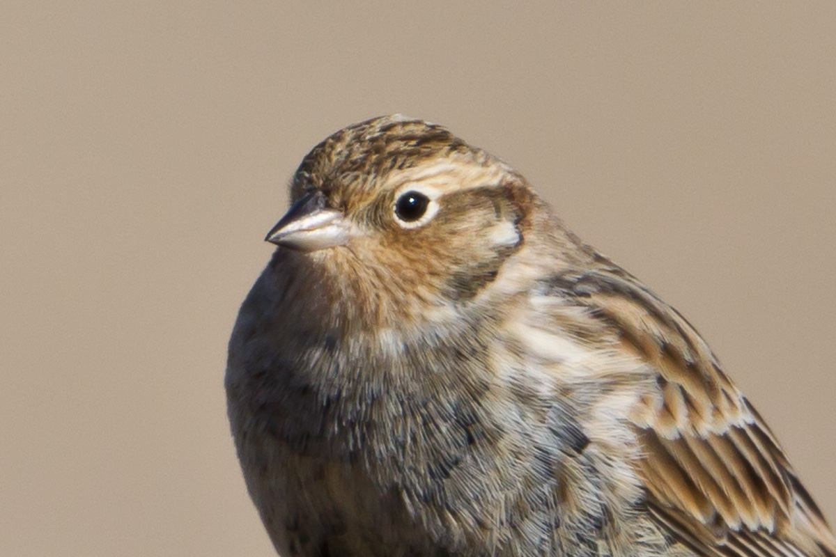 Chestnut-collared Longspur (Calcarius ornatus)