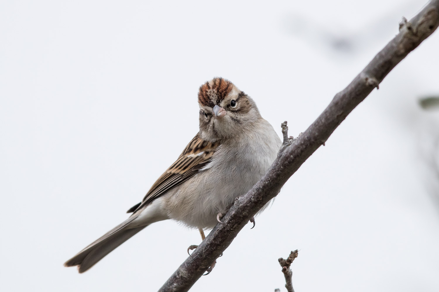 Chipping Sparrow (Spizella passerina)
