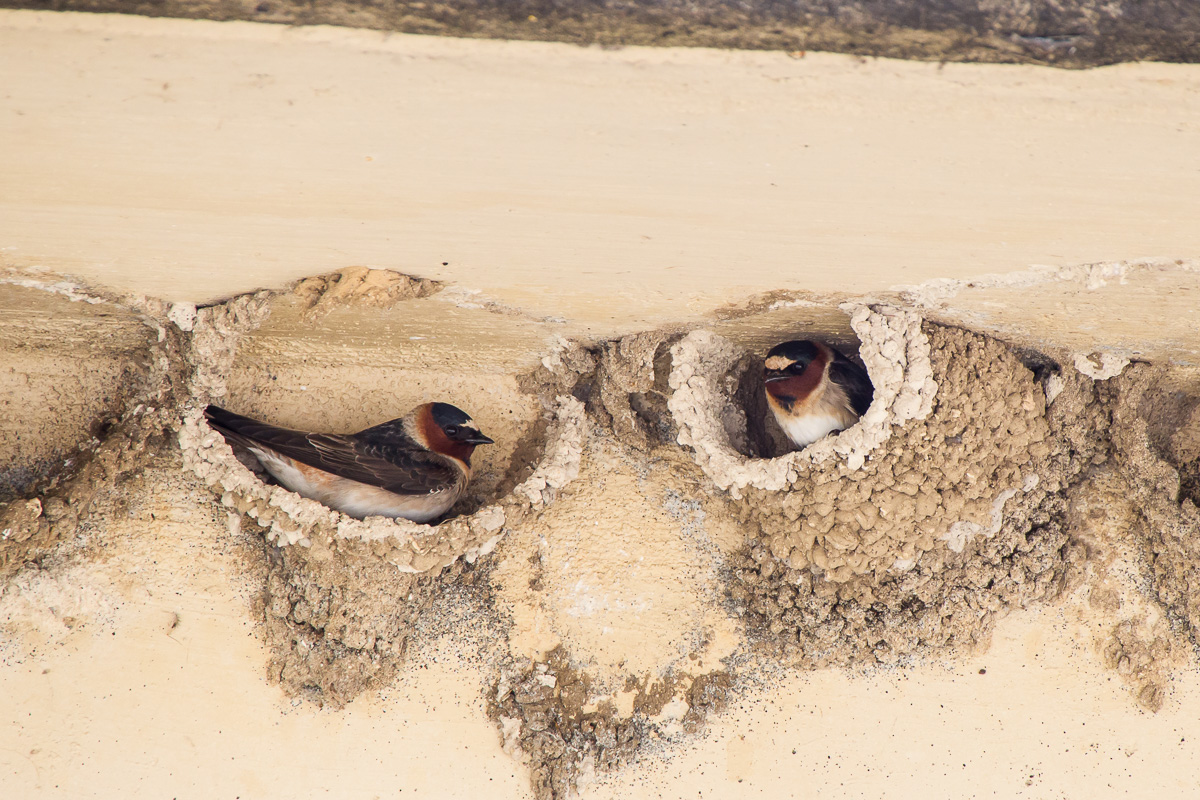 Cliff Swallow (Petrochelidon pyrrhonota)