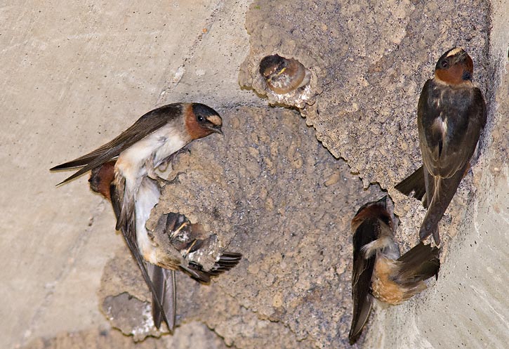 Cliff Swallow (Petrochelidon pyrrhonota)