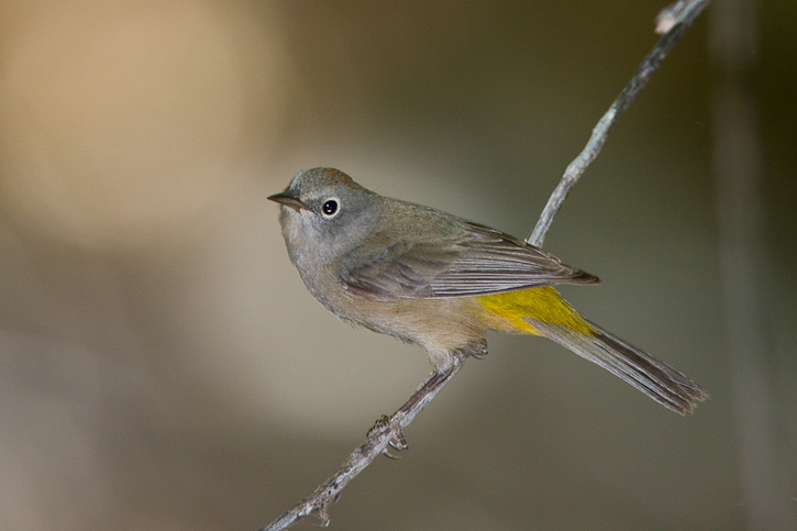 Colima Warbler (Vermivora crissalis)