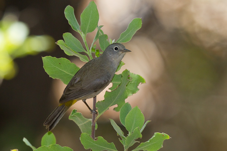 Colima Warbler (Vermivora crissalis)