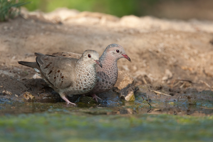 Common Ground-Dove (Columbina passerina)
