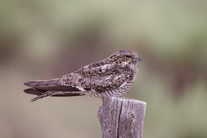 Common Nighthawk (Chordeiles minor)
