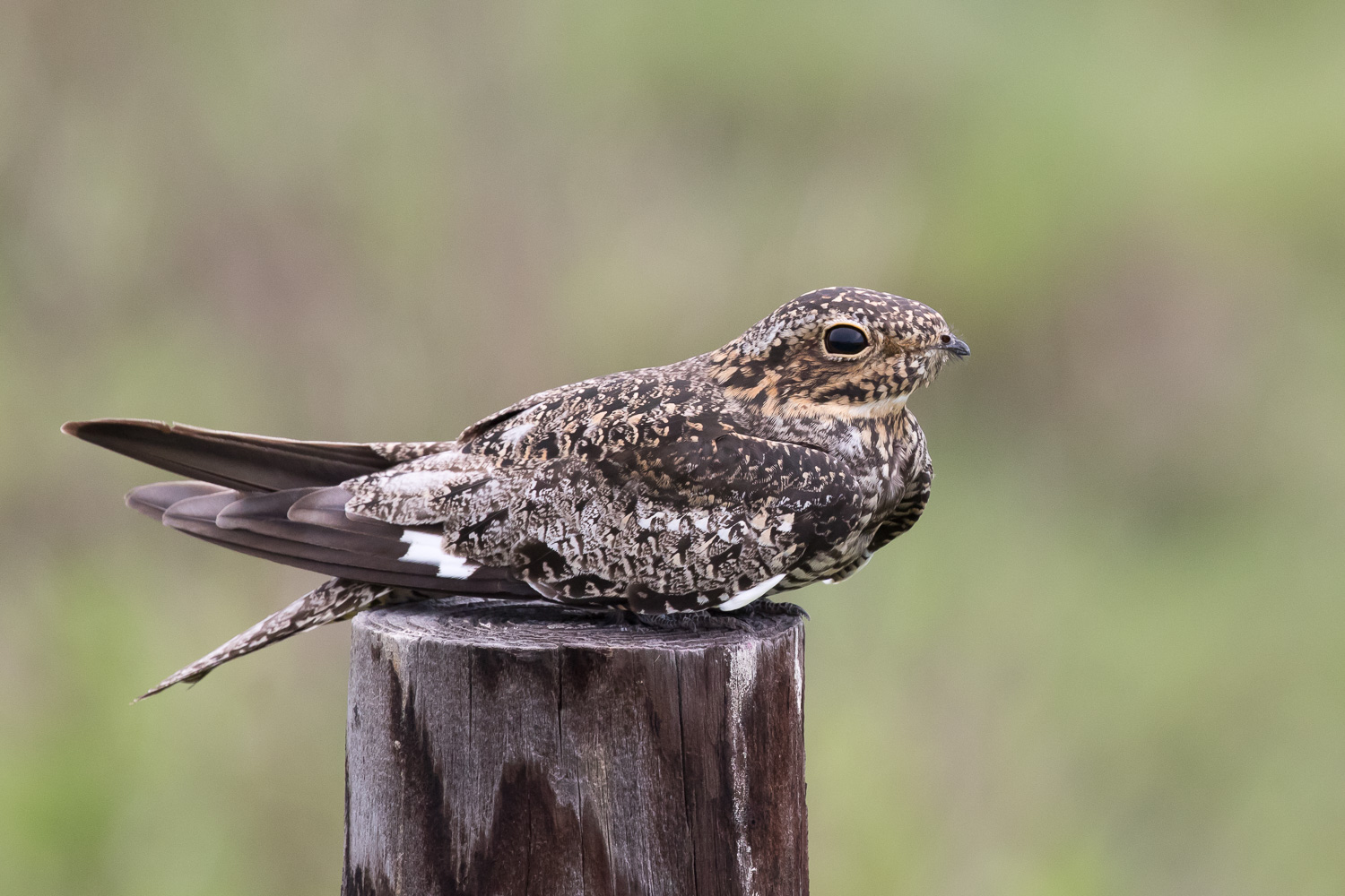Common Nighthawk (Chordeiles minor)