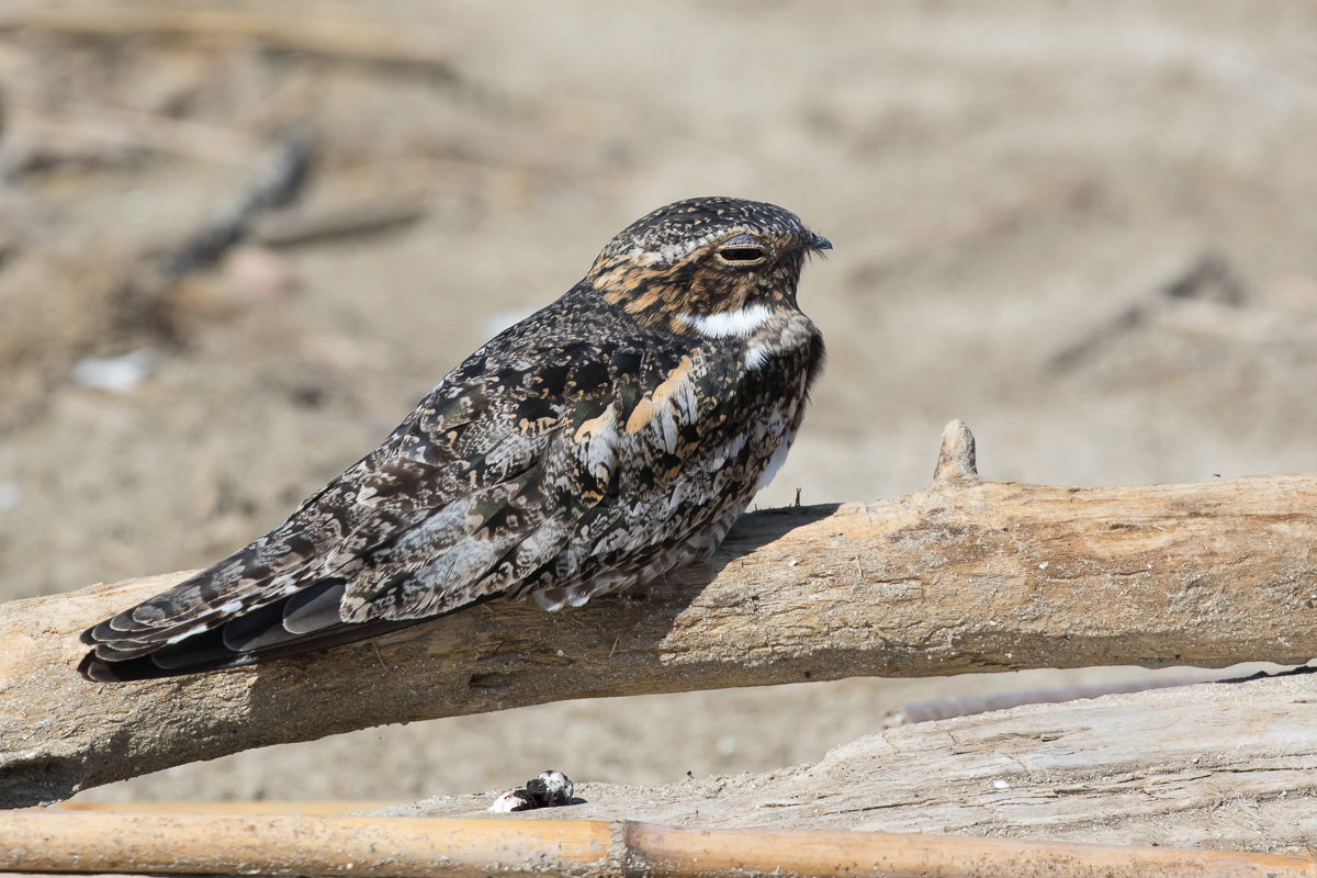 Common Nighthawk (Chordeiles minor)