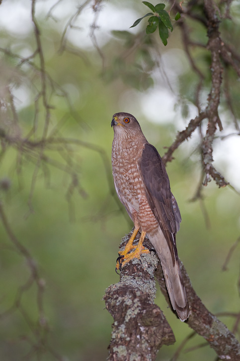 Cooper's Hawk (Accipiter cooperii)
