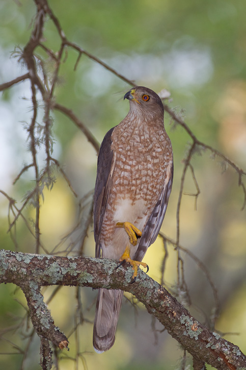 Cooper's Hawk (Accipiter cooperii)