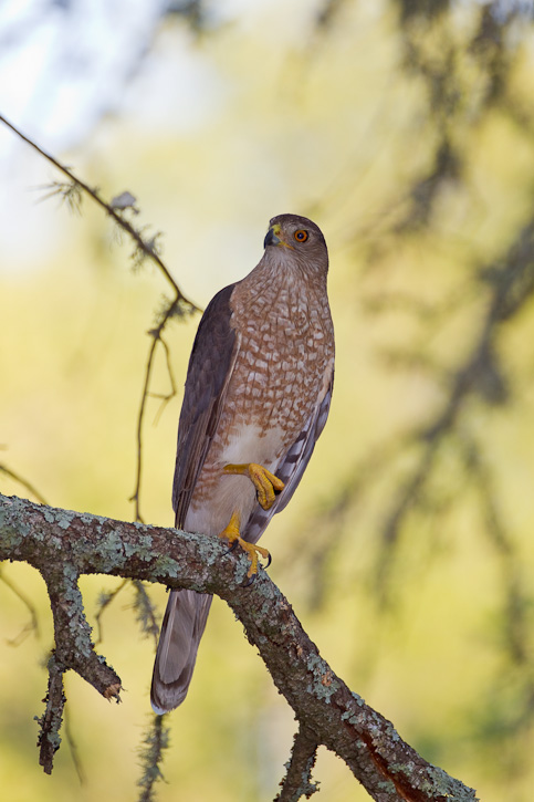 Cooper's Hawk (Accipiter cooperii)
