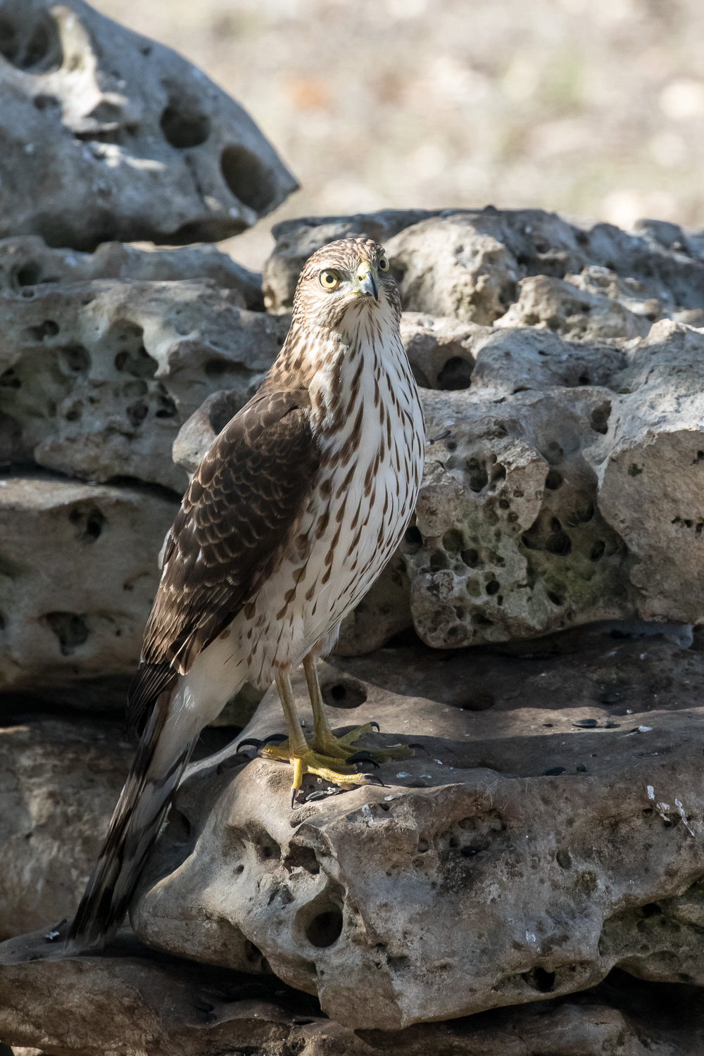 Cooper's Hawk (Accipiter cooperii)
