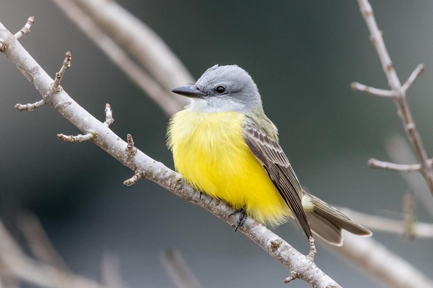 Couch's Kingbird (Tyrannus couchii)