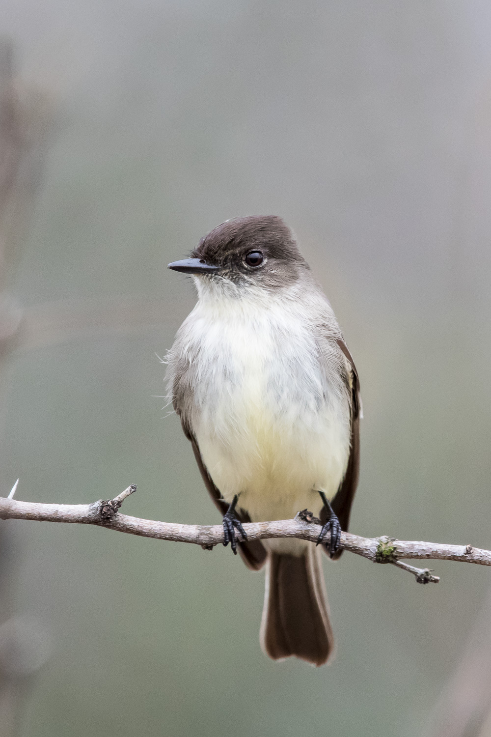 Eastern Phoebe (Sayornis phoebe)