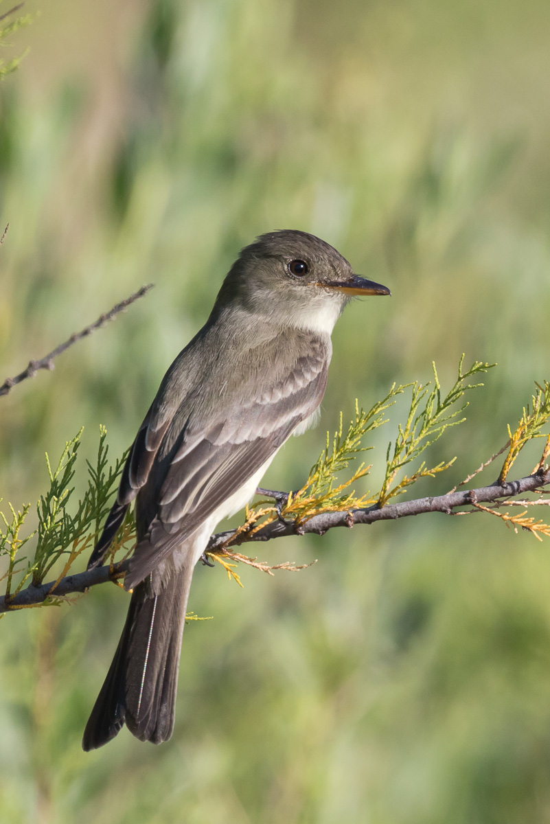Eastern Wood-Pewee (Contopus virens)
