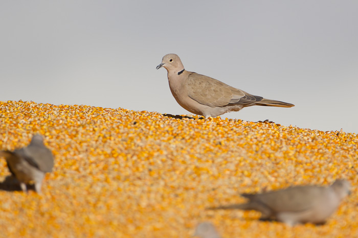 Eurasian Collared-Dove (Streptopelia decaocto)
