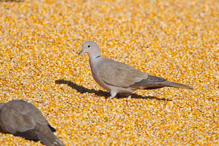 Eurasian Collared-Dove (Streptopelia decaocto)