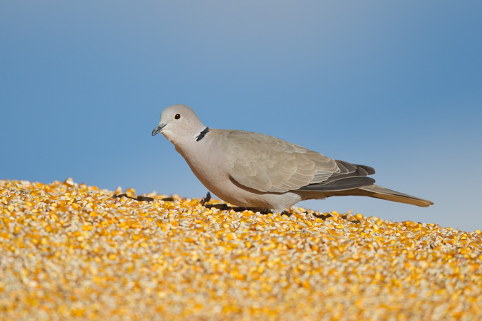 Eurasian Collared-Dove (Streptopelia decaocto)