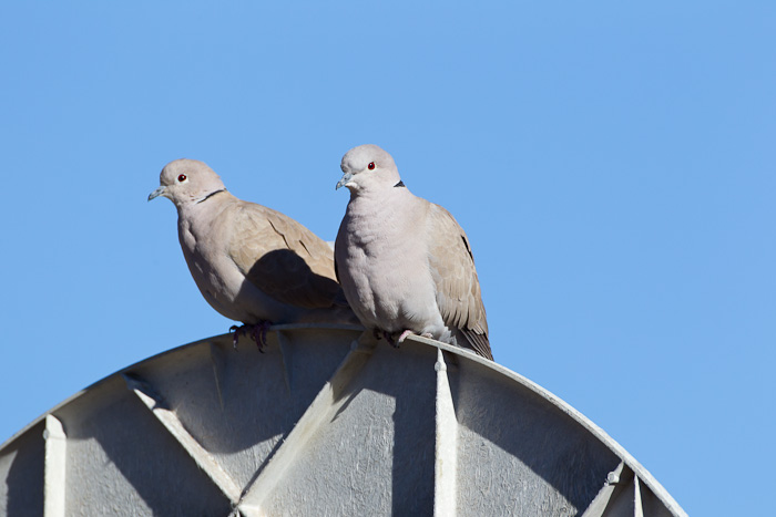 Eurasian Collared-Dove (Streptopelia decaocto)