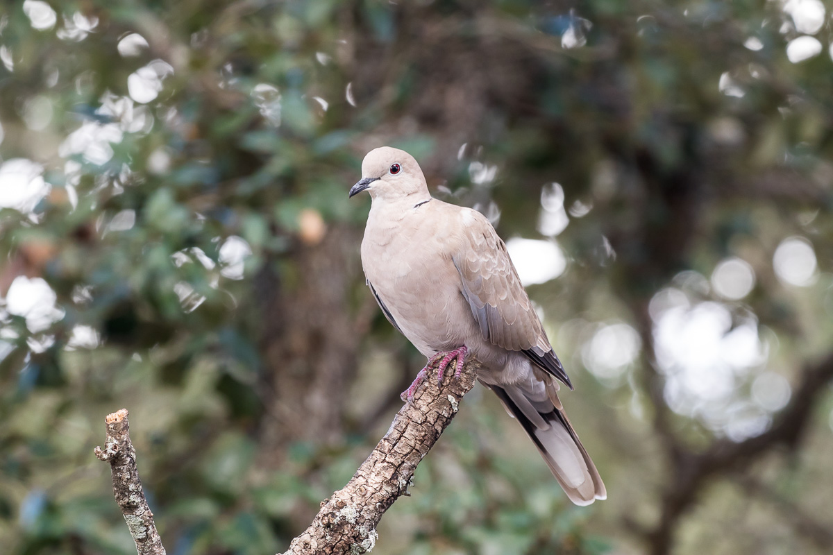 Eurasian Collared-Dove (Streptopelia decaocto)
