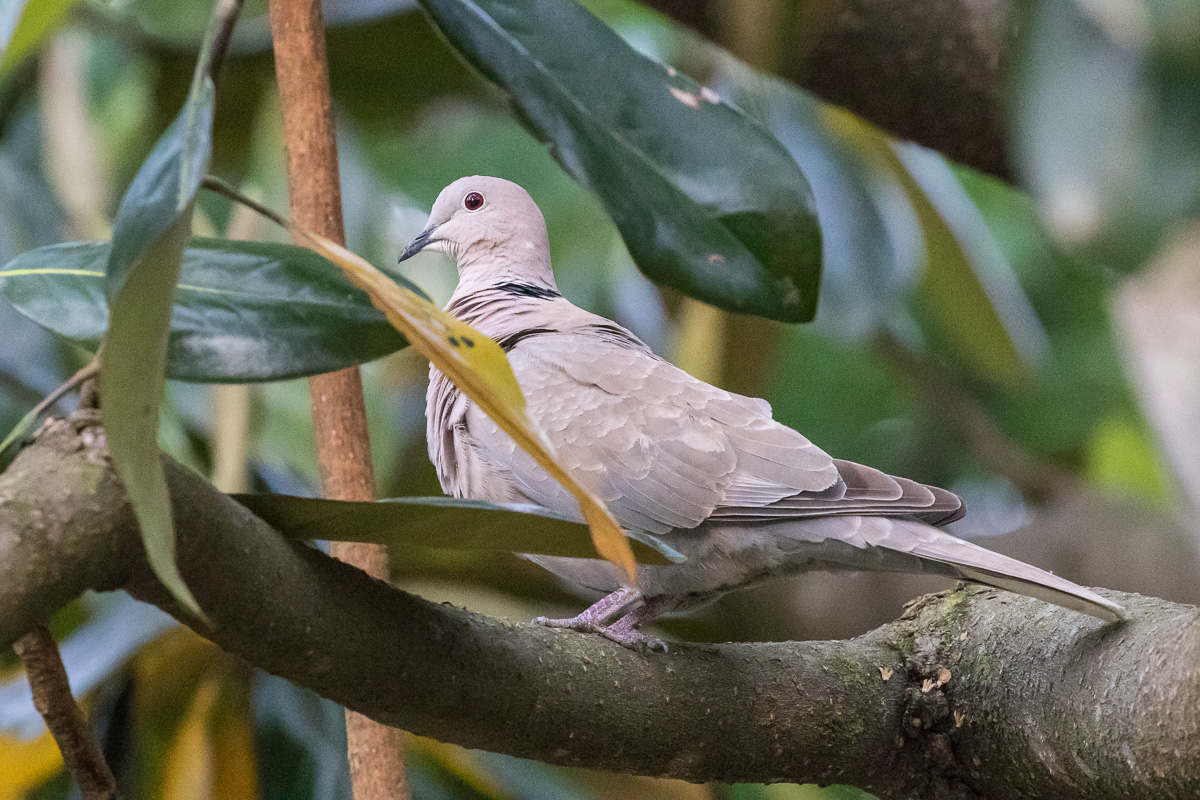 Eurasian Collared-Dove (Streptopelia decaocto)
