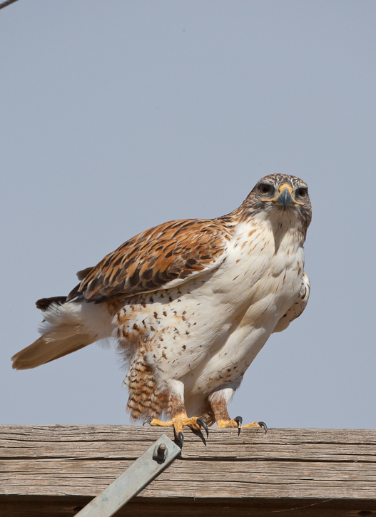 Ferruginous Hawk (Buteo regalis)