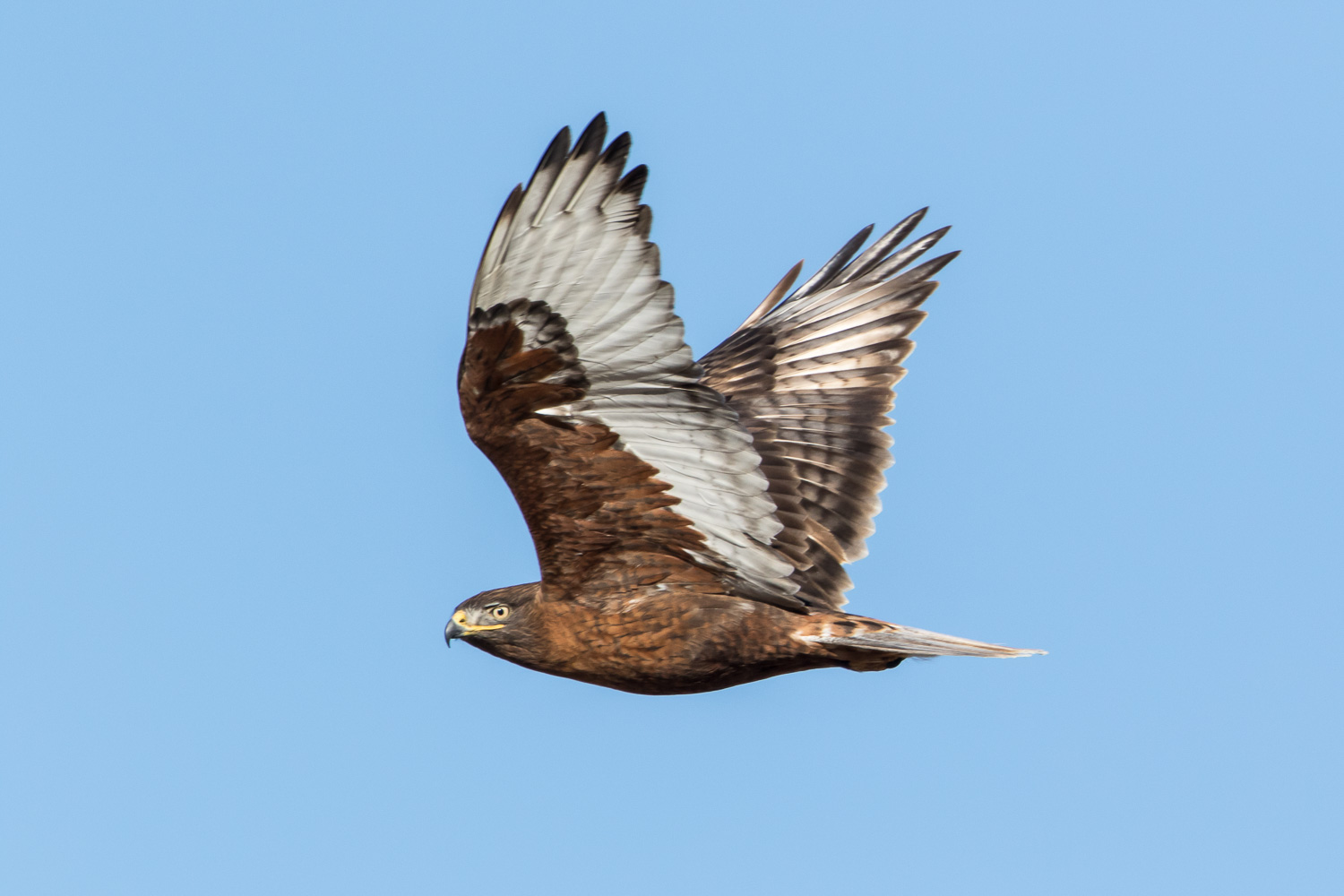 Ferruginous Hawk (Buteo regalis)