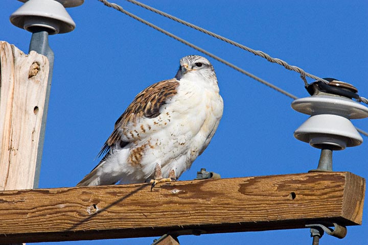 Ferruginous Hawk (Buteo regalis)