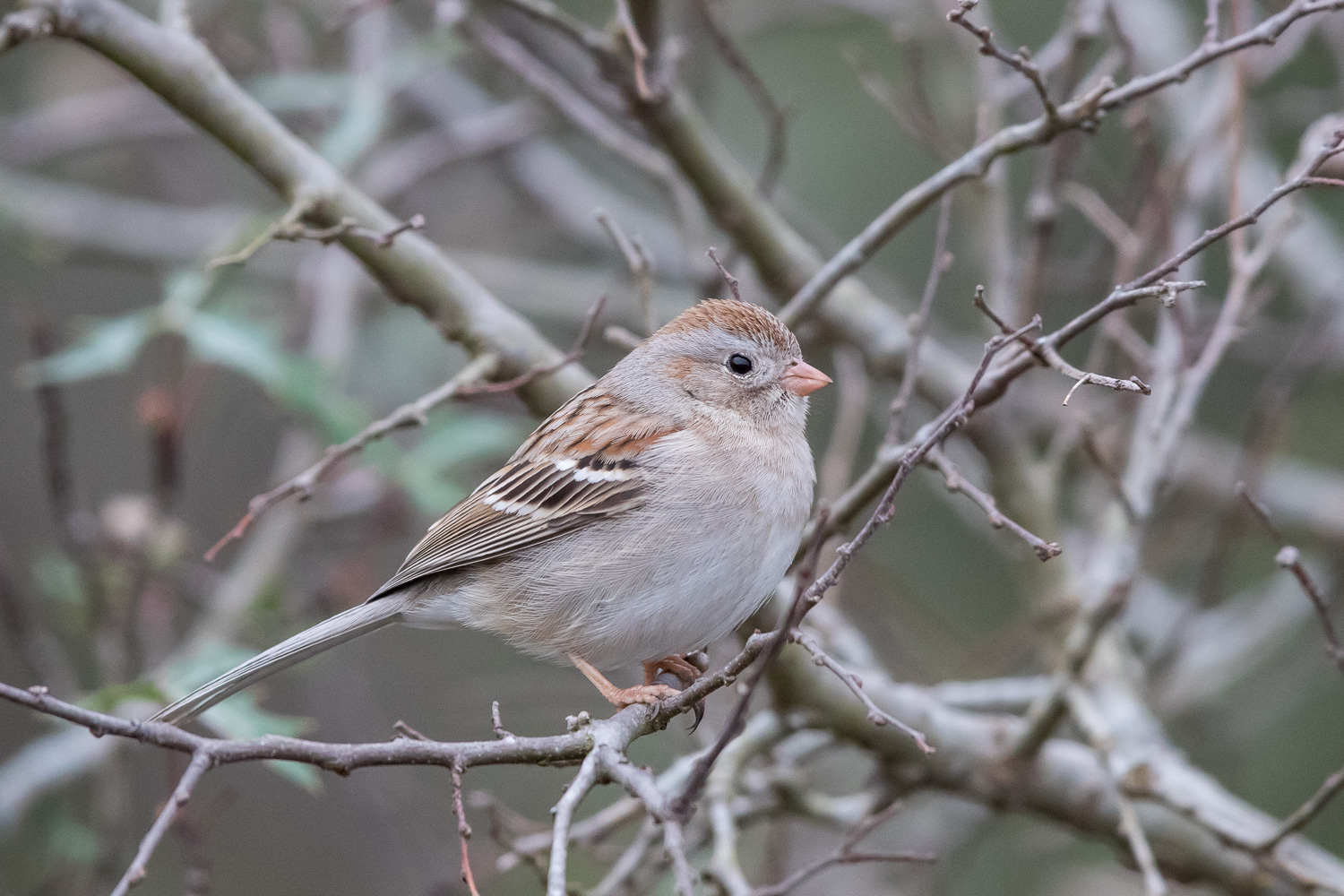 Field Sparrow Images at Mia Stapleton blog