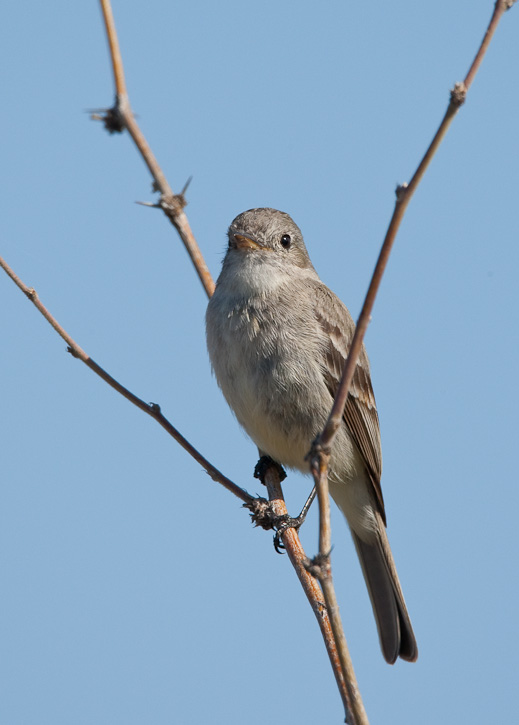 Gray Flycatcher (Empidonax wrightii)