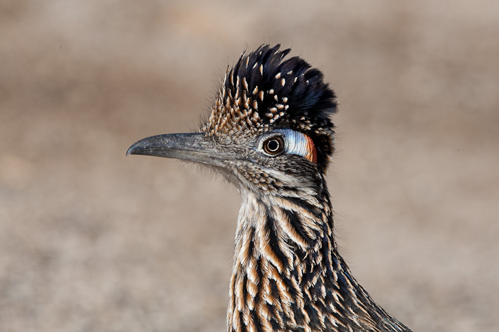 Greater Roadrunner (Geococcyx californianus)