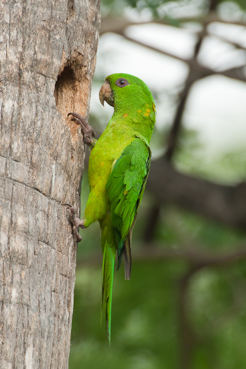 Green Parakeet (Aratinga holochlora)