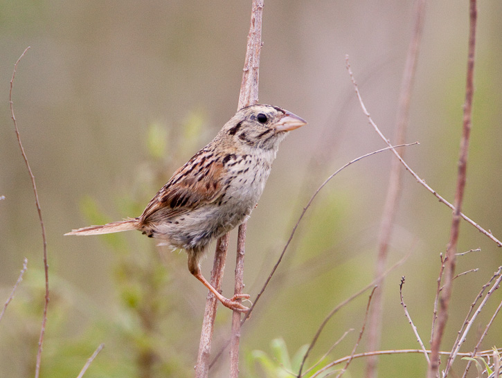 Henslow's Sparrow (Ammodramus henslowii)