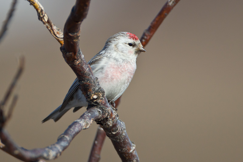 Hoary Redpoll (Acanthis hornemanni)