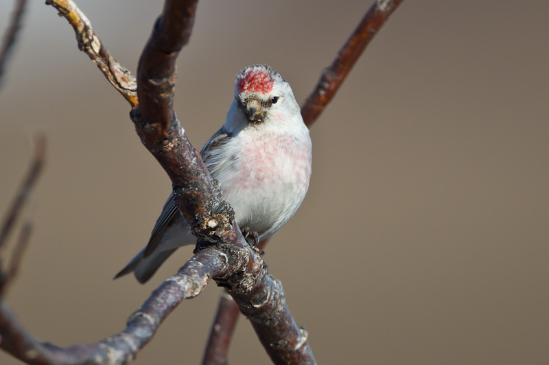 Hoary Redpoll (Acanthis hornemanni)