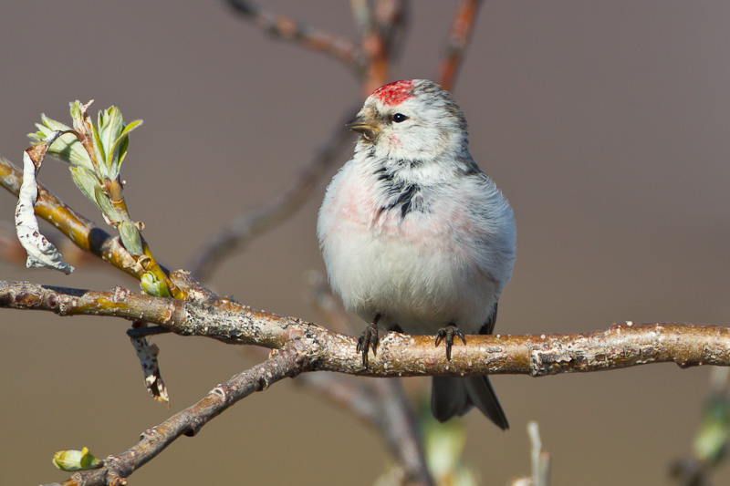 Hoary Redpoll (Acanthis hornemanni)