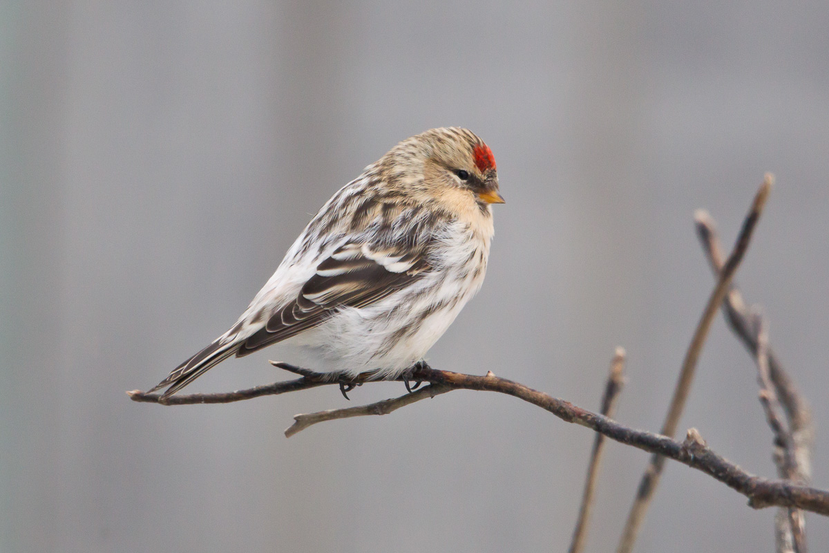 Hoary Redpoll (Acanthis hornemanni)
