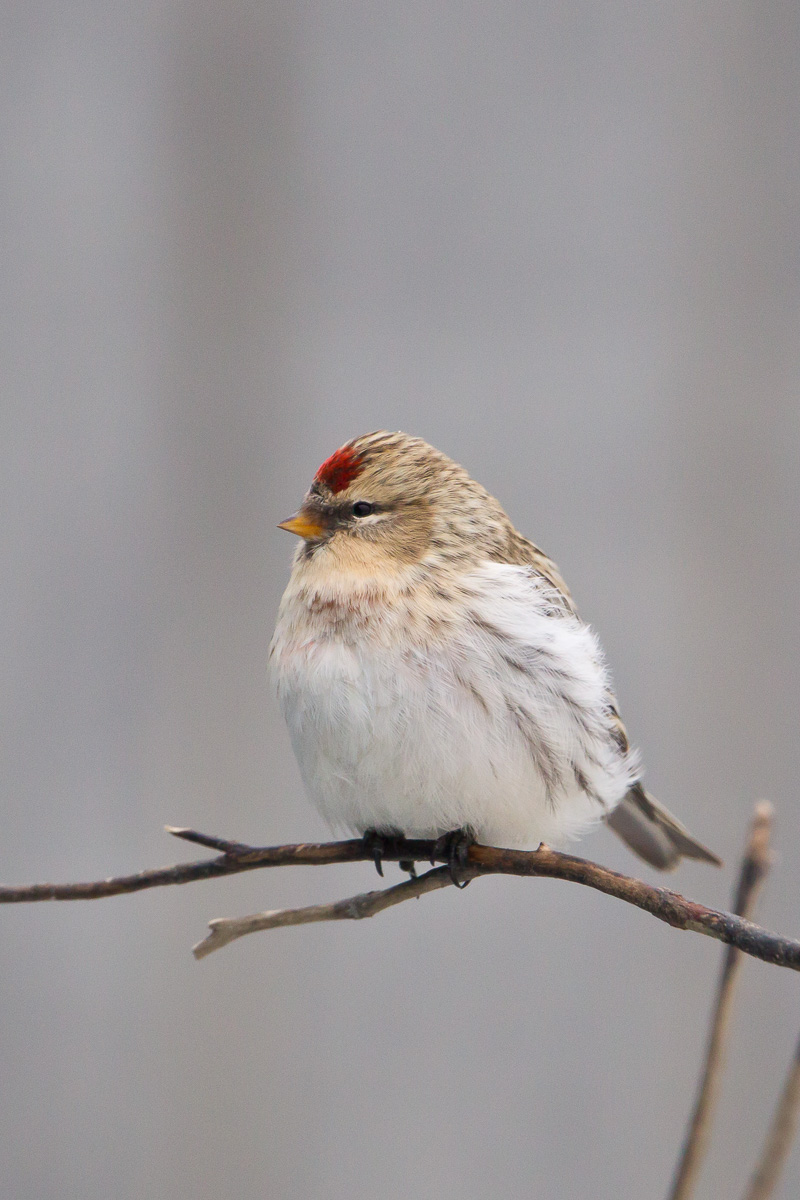 Hoary Redpoll (Acanthis hornemanni)