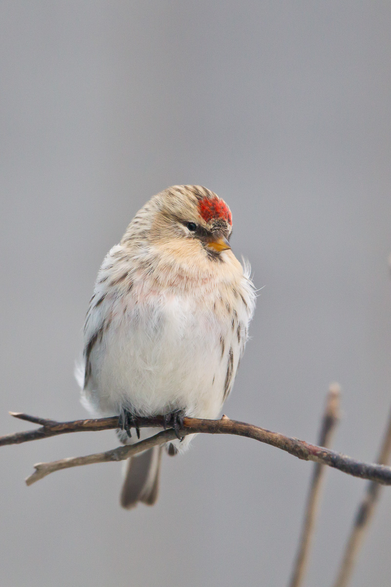 Hoary Redpoll (Acanthis hornemanni)