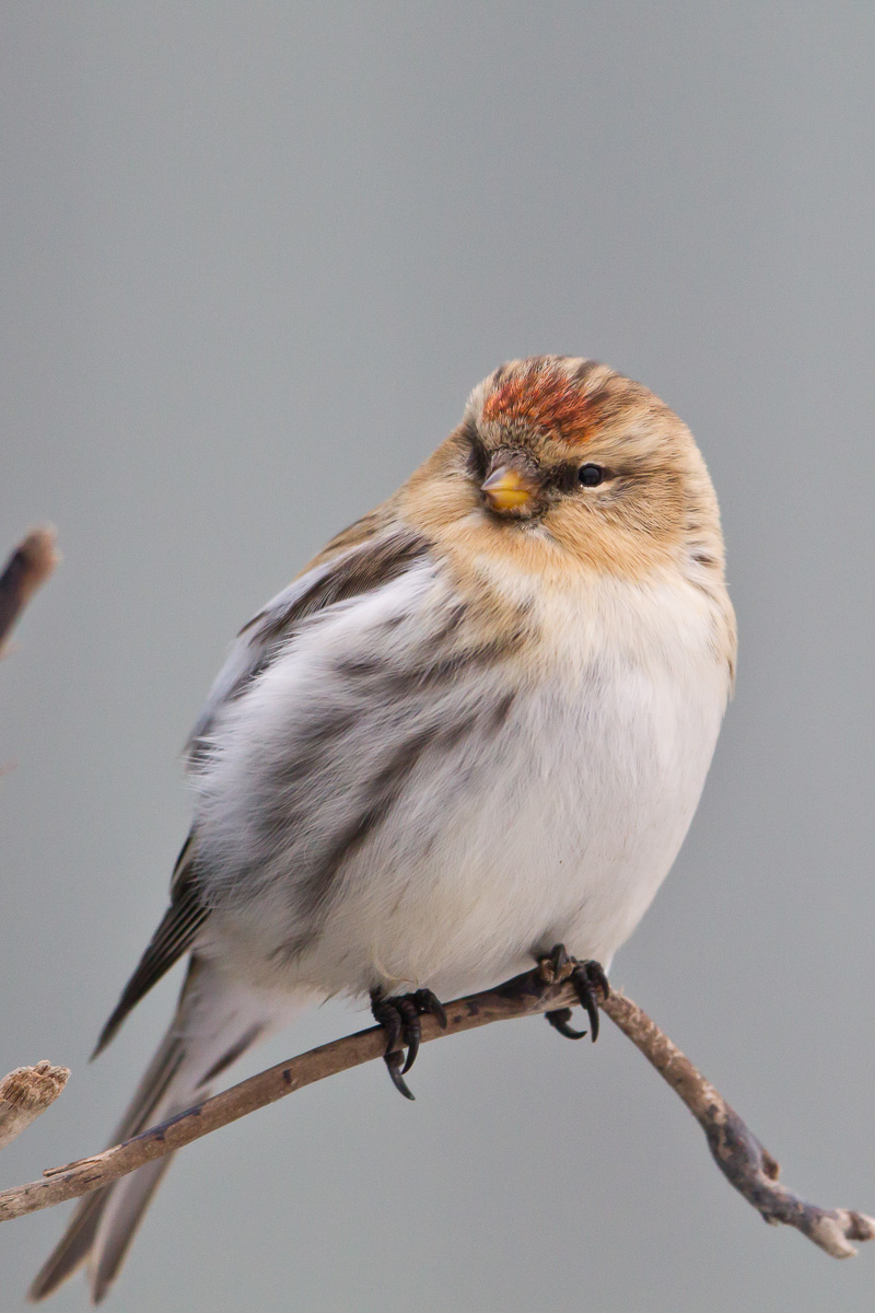 Hoary Redpoll (Acanthis hornemanni)