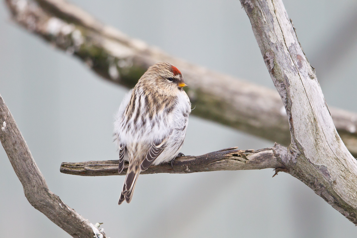 Hoary Redpoll (Acanthis hornemanni)