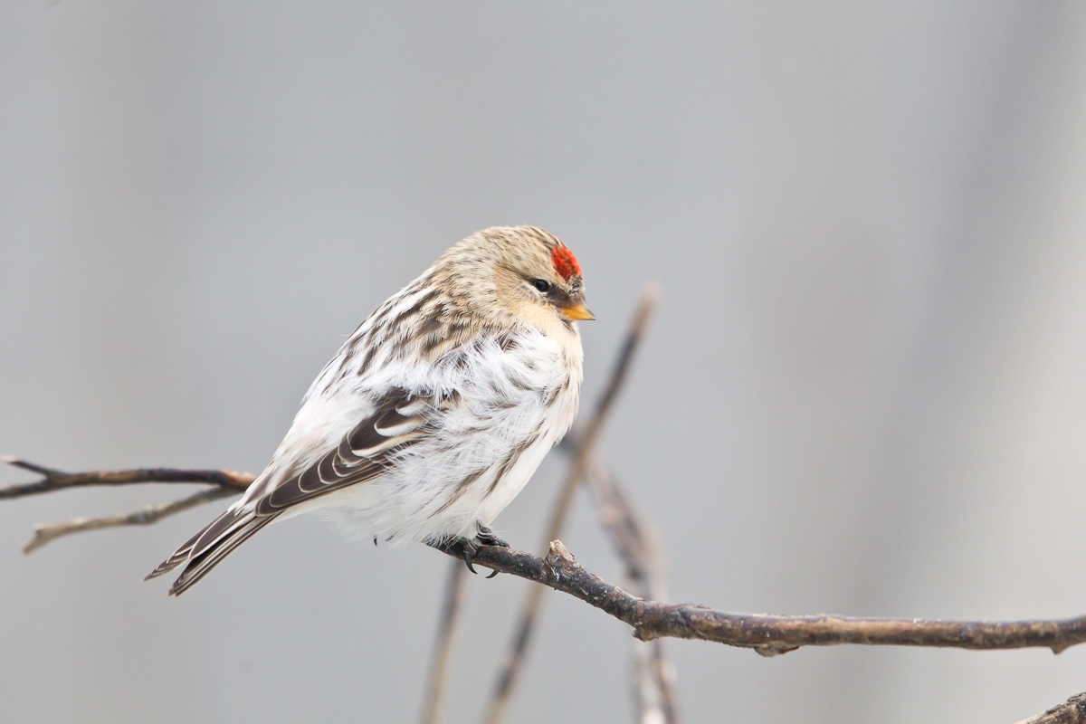 Hoary Redpoll (Acanthis hornemanni)