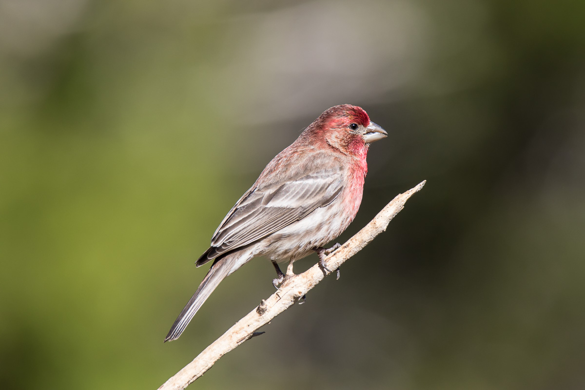 House Finch (Carpodacus mexicanus)